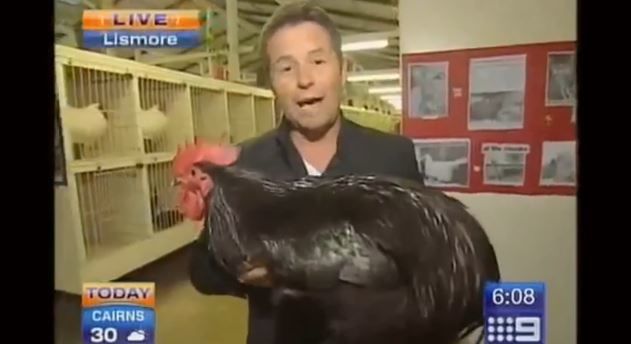 Today’s Viral Video: Rooster attacks reporter | News, Sports, Jobs ...